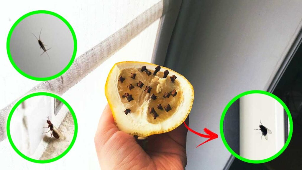 Come tenere lontani questi 5 insetti da casa con rimedi naturali ...